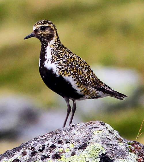 European (Eurasian) golden-plover photos | Birds of India | Bird World
