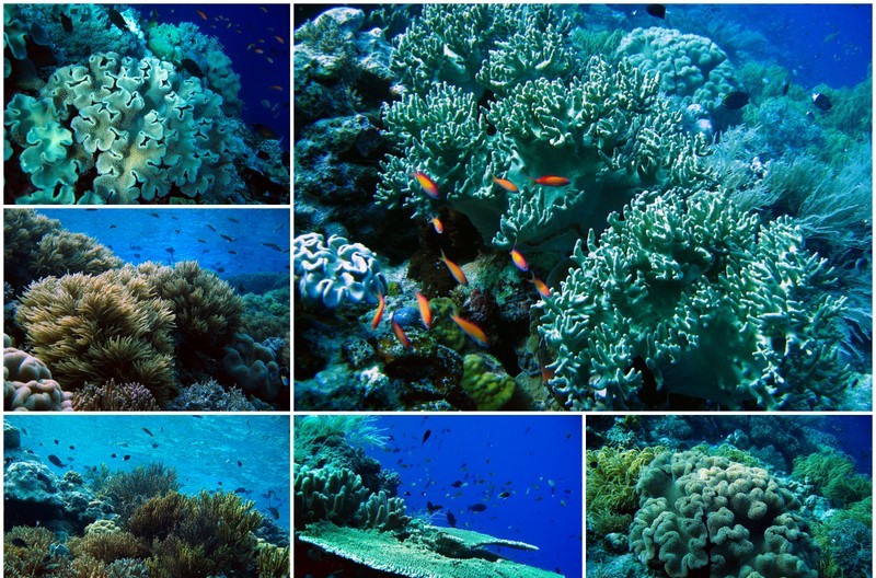 All About Indonesia: Travel Underwater Indonesia, Exoticism Hoga Island
