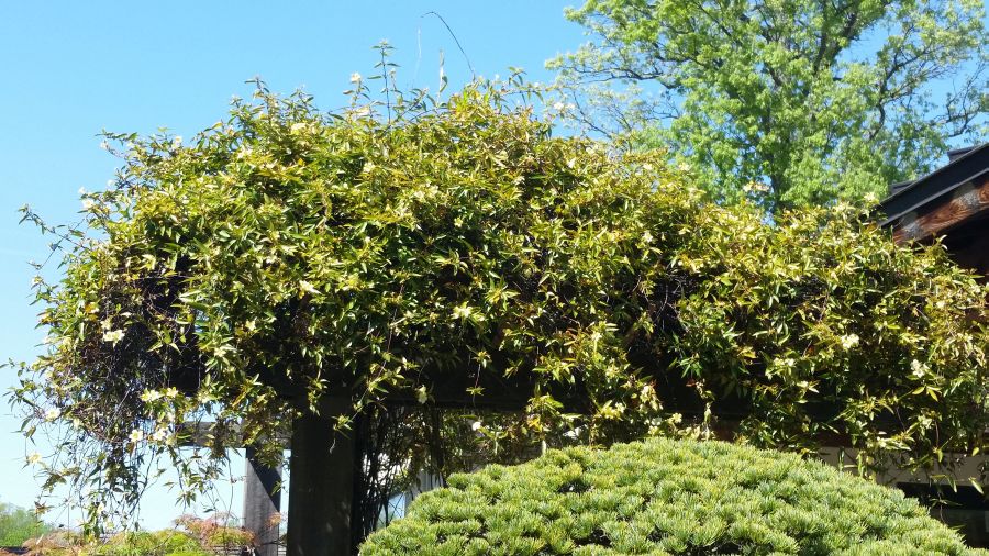 Future Plants by Randy Stewart: Carolina Jessamine