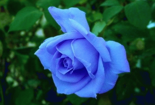 Kopi Hangat: Foto Bunga Mawar yang Cantik