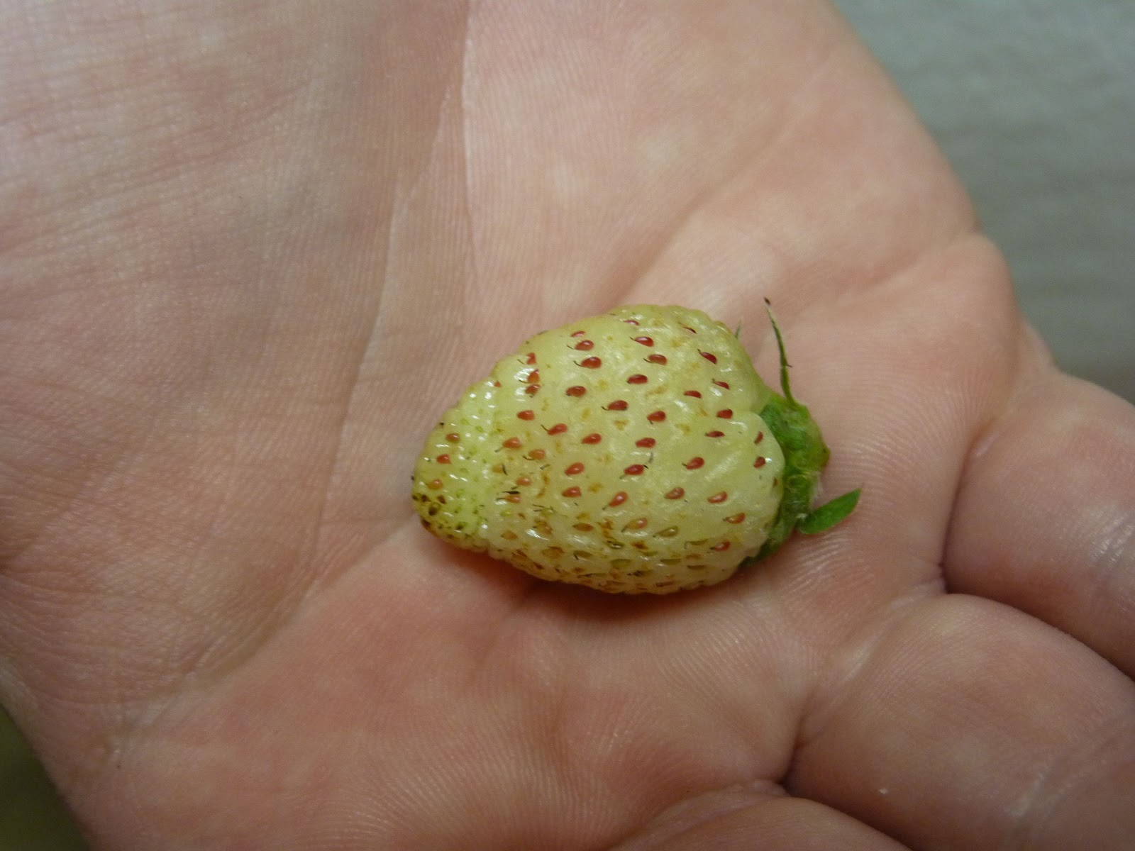 Edible and Elegant Urban Gardening : Pineberry Blog