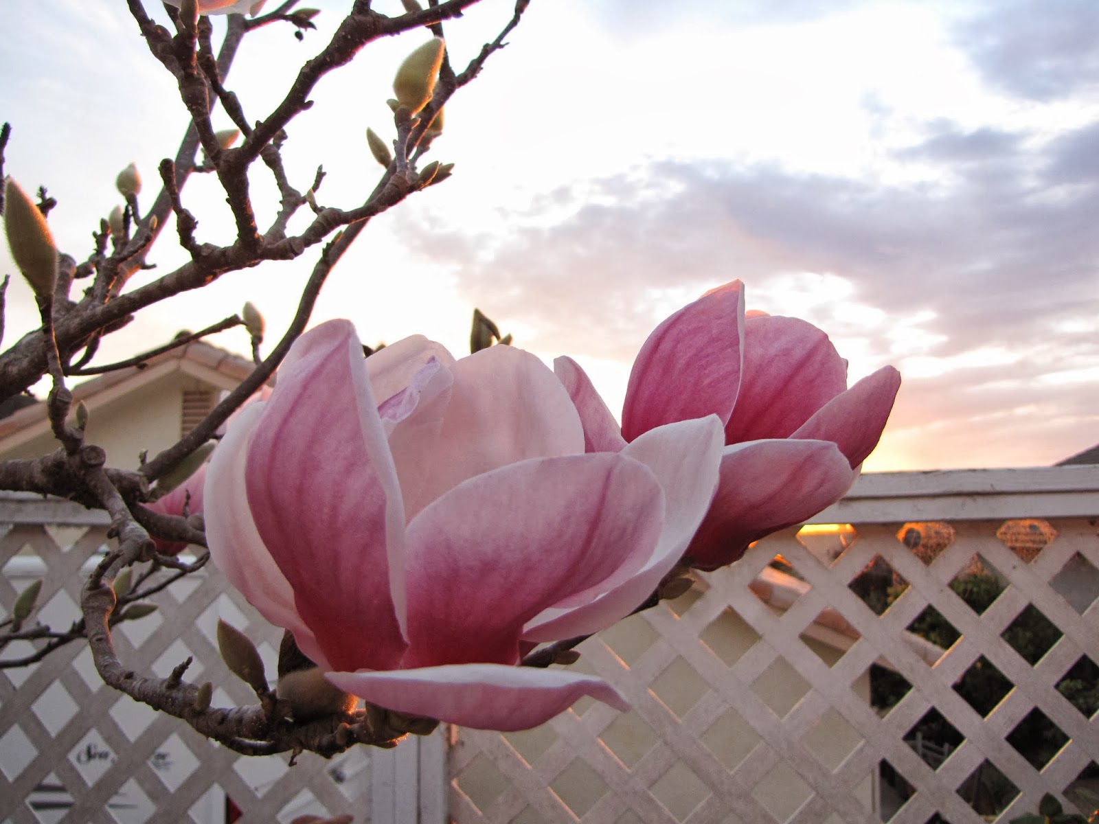 The Lotus Tree & Sunset