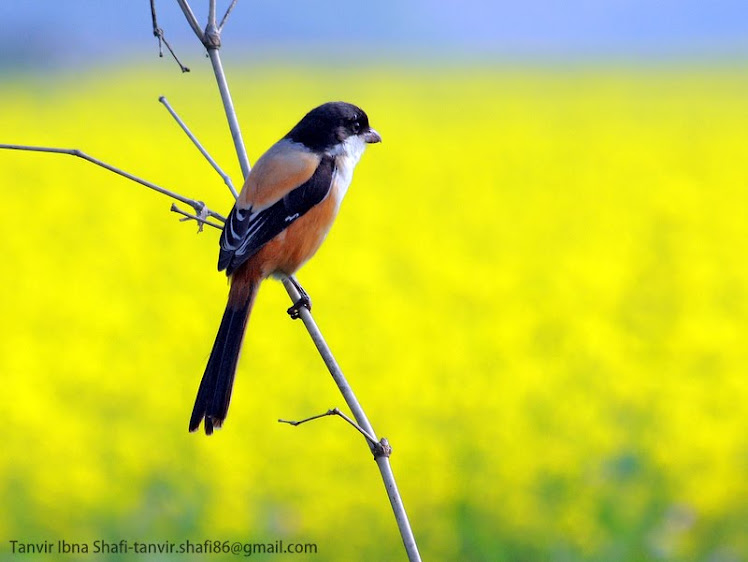Asian birds: Bangladeshi birds