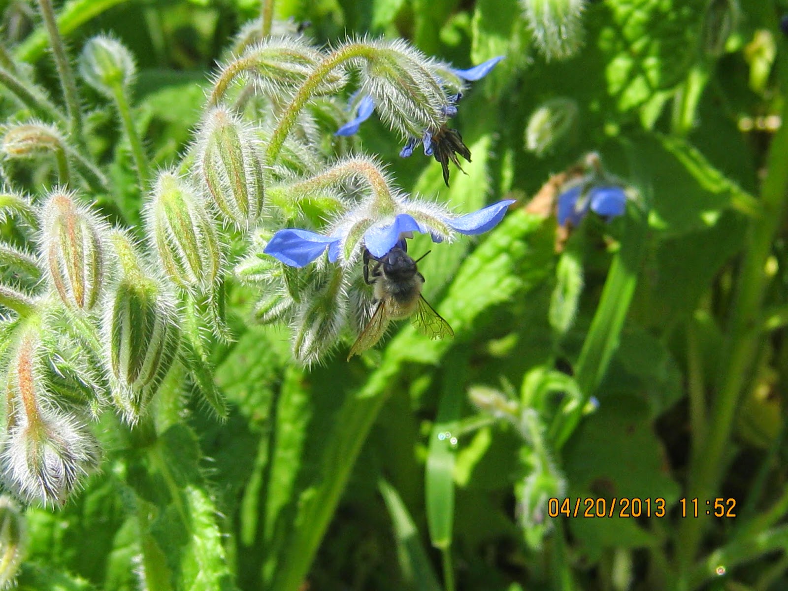 Borage Tea Benefits ~ Healthy Tea 101