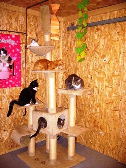 Belog Tentang Kucing: 12 Rumah kucing yang owesome