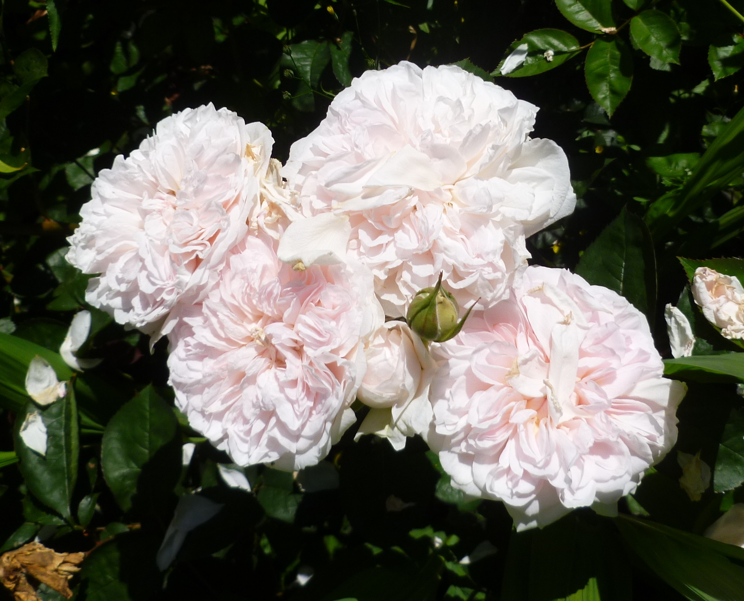 Daniel's Pacific NW Garden: Some more roses