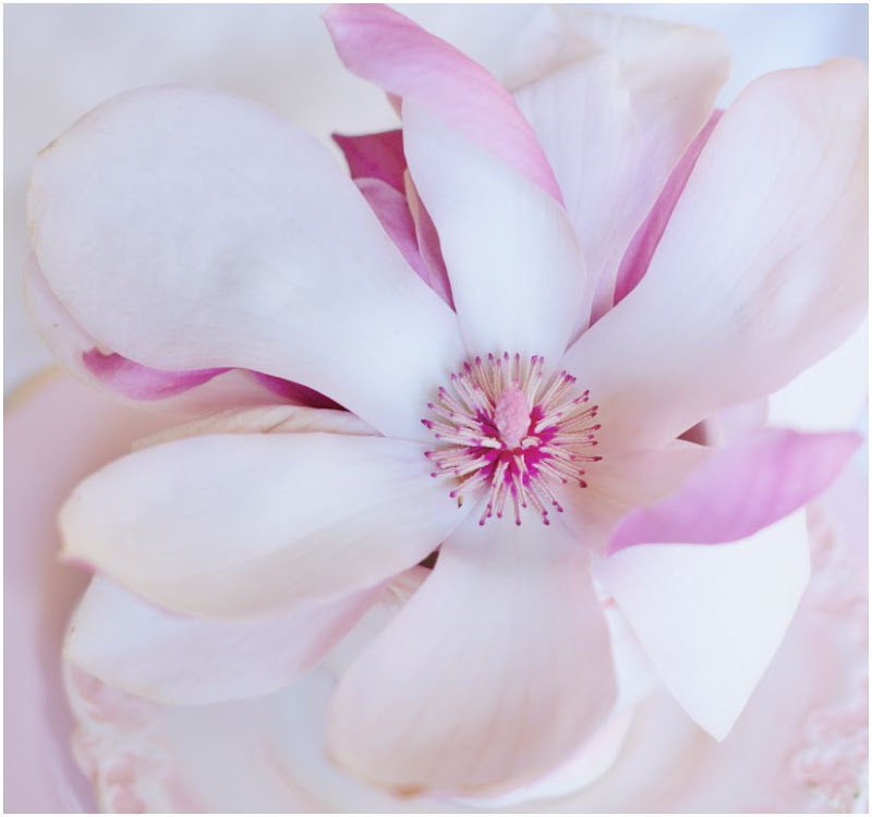 bouquet of dreams: ~ ice cubes for Easter..