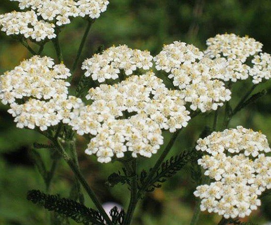 coada soricelului planta medicinala-yarrow herb | Farmacia Naturală