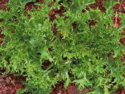 Endivija – Biljna Ljekarna