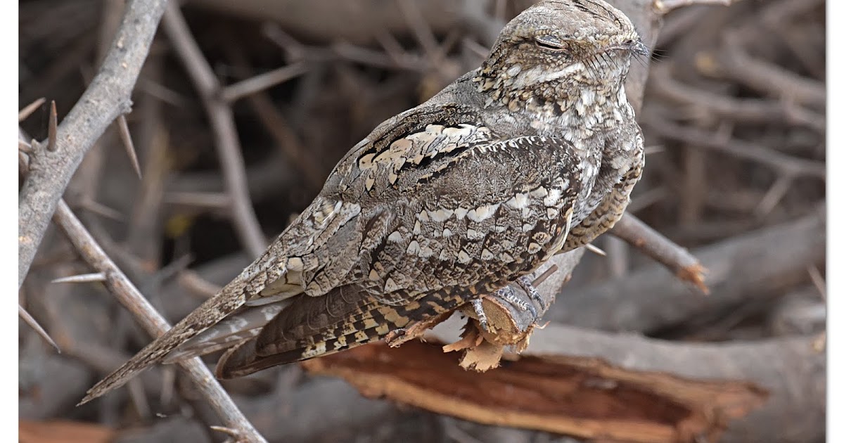AmolDiego: Bhuj Birding