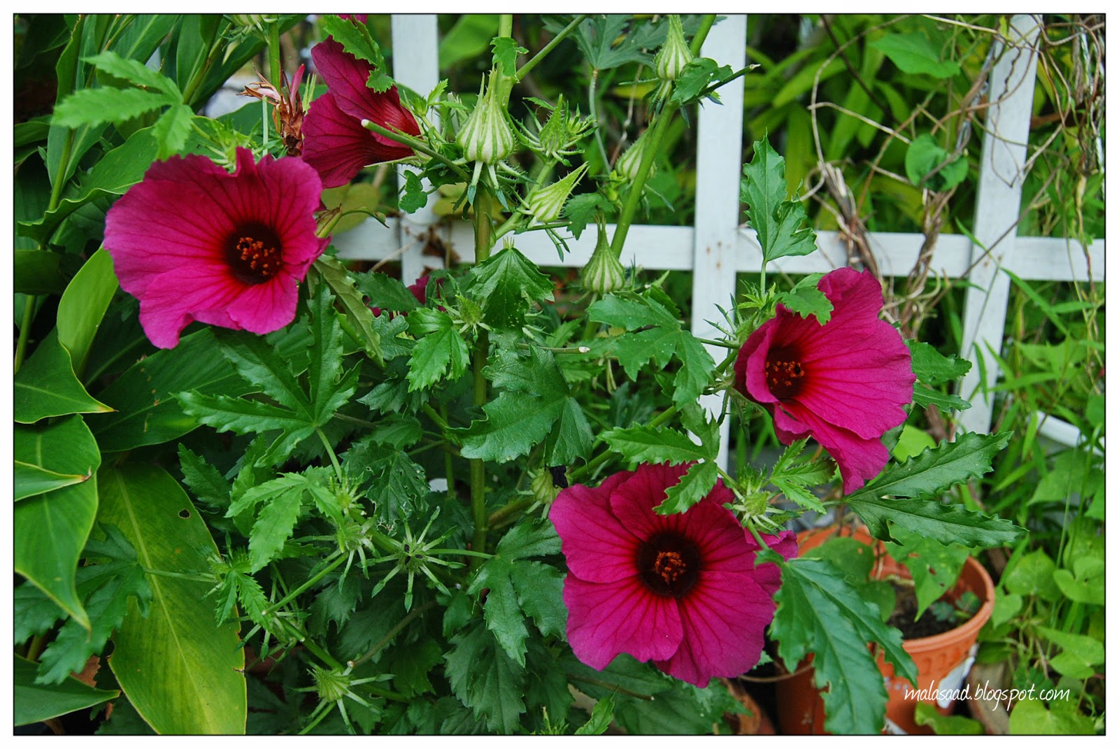 My Green Eye's: Hibiscus Cannabinus - Kenaf