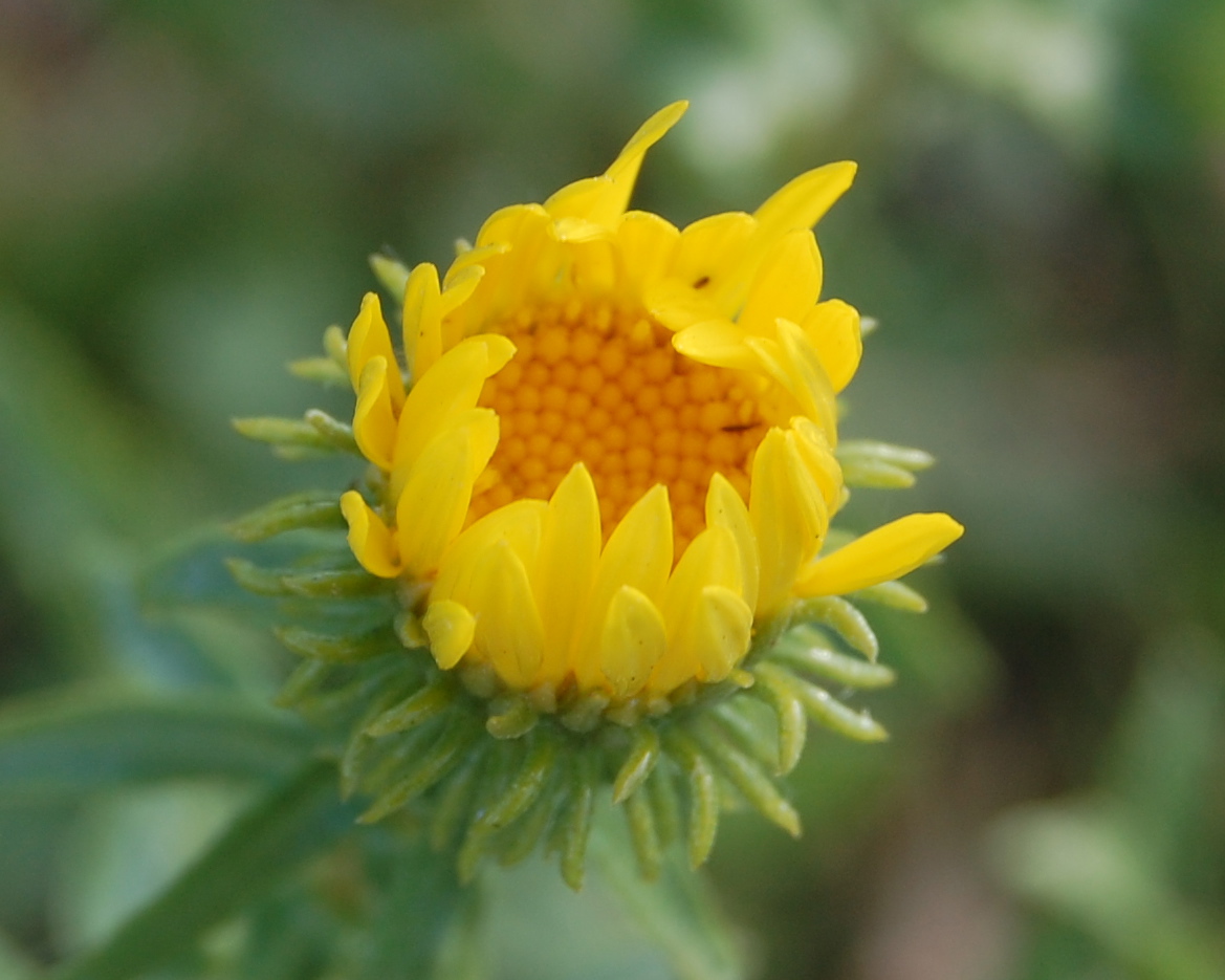 blackoaknaturalist: Coming Attractions, Gum Plant and Companions