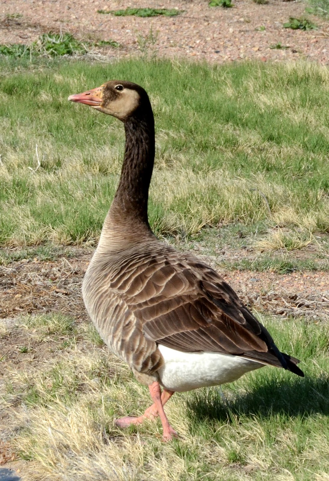 Bird Hybrids: domestic Greylag Goose x Canada Goose