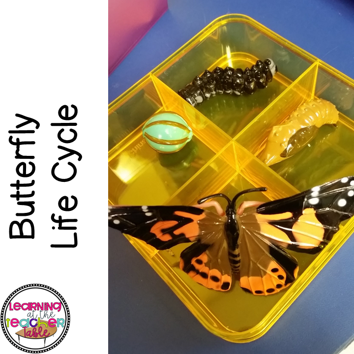 Learning at the Teacher Table: Insects Science Center