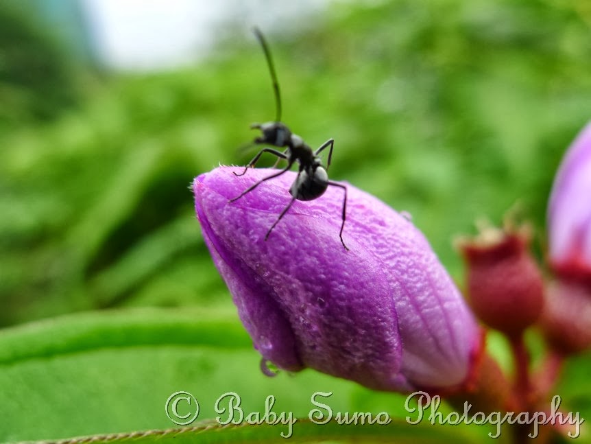 Baby Sumo Photography: Ant and senduduk (wild purple flowers) - KL ...