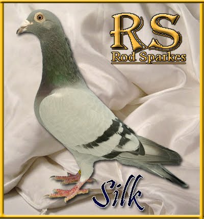 nieripigeons USA racing pigeons: Los Jan Aarden de Piet Laseroms.