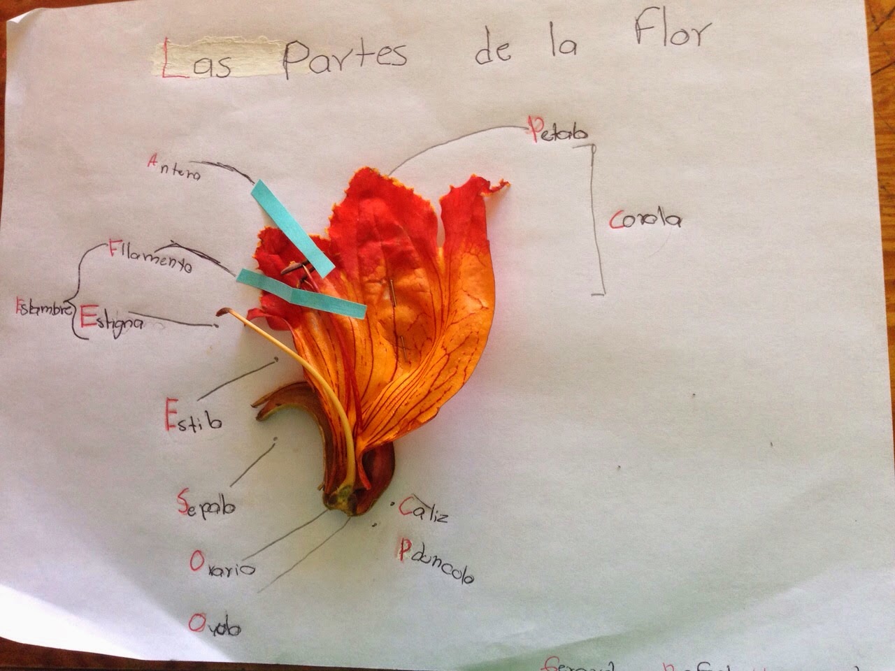 Escuela primaria "Nicolás Bravo": Maquetas vivas de las partes de una ...