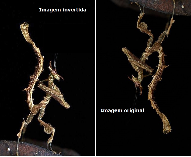 BIBOCA AMBIENTAL : LOUVA-A-DEUS DRAGÃO