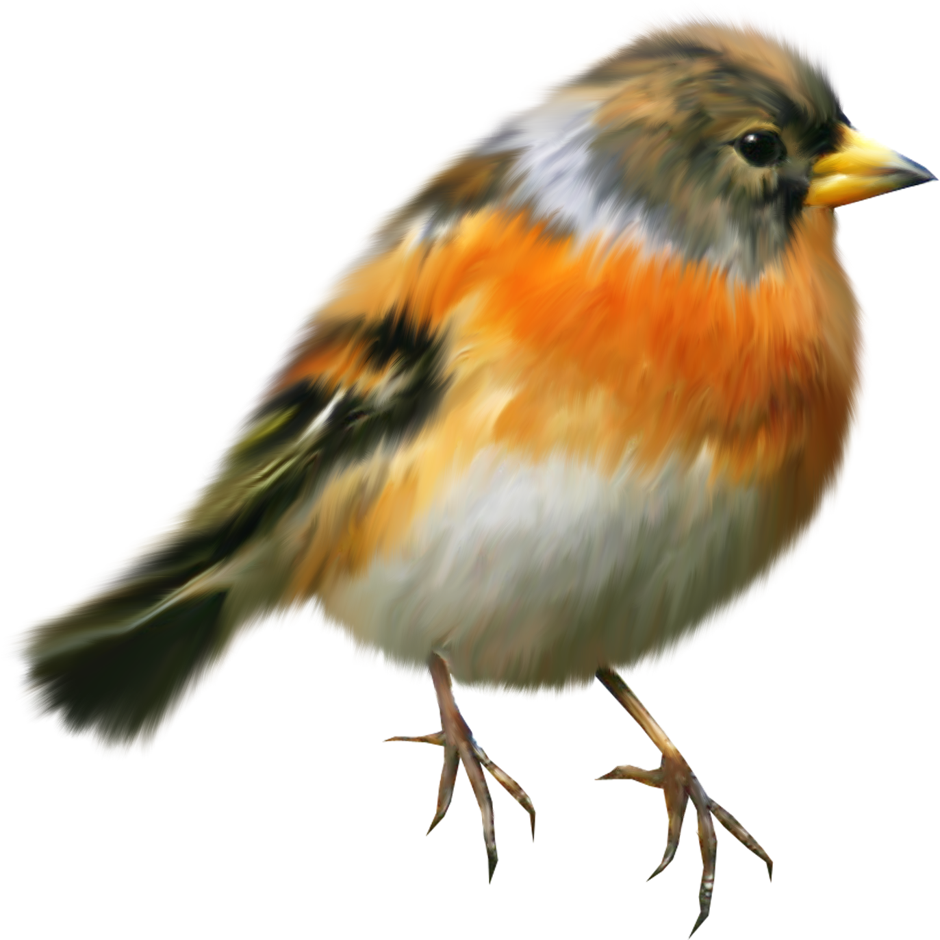 Aves .png 4/4 - Taringa!