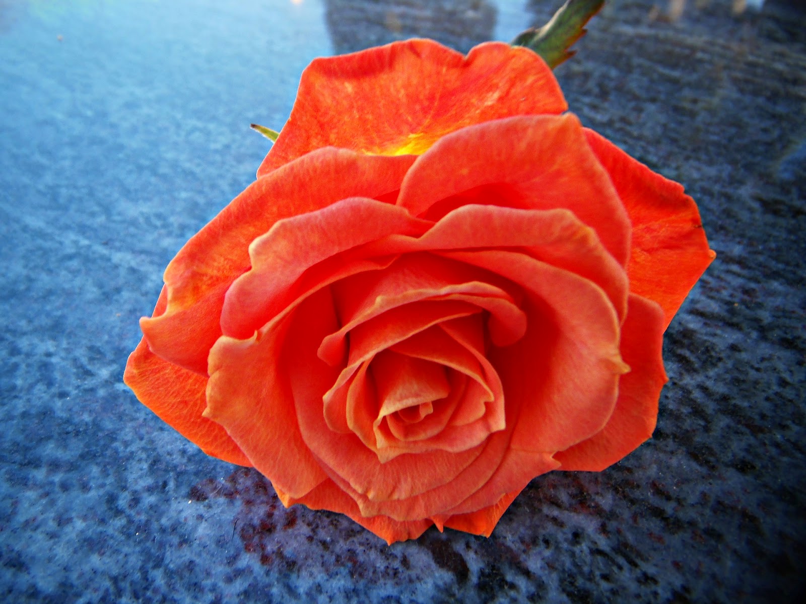 Ilmaisia kuvia: Ruusu