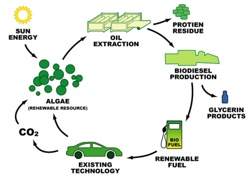 Potensi Mikroalga Sebagai Bioenergi - Generasi Biologi