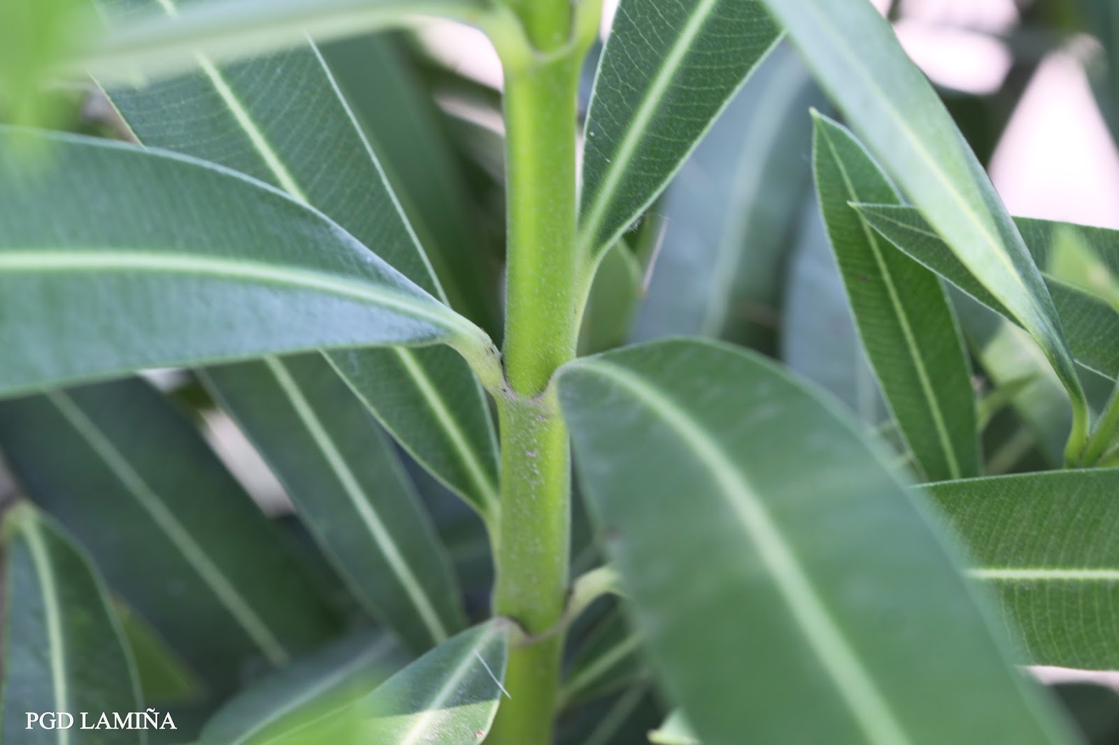 NERIUM OLEANDER. baladre o laurel de flor.