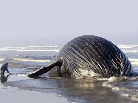 RESUMEN LA BALLENA VARADA