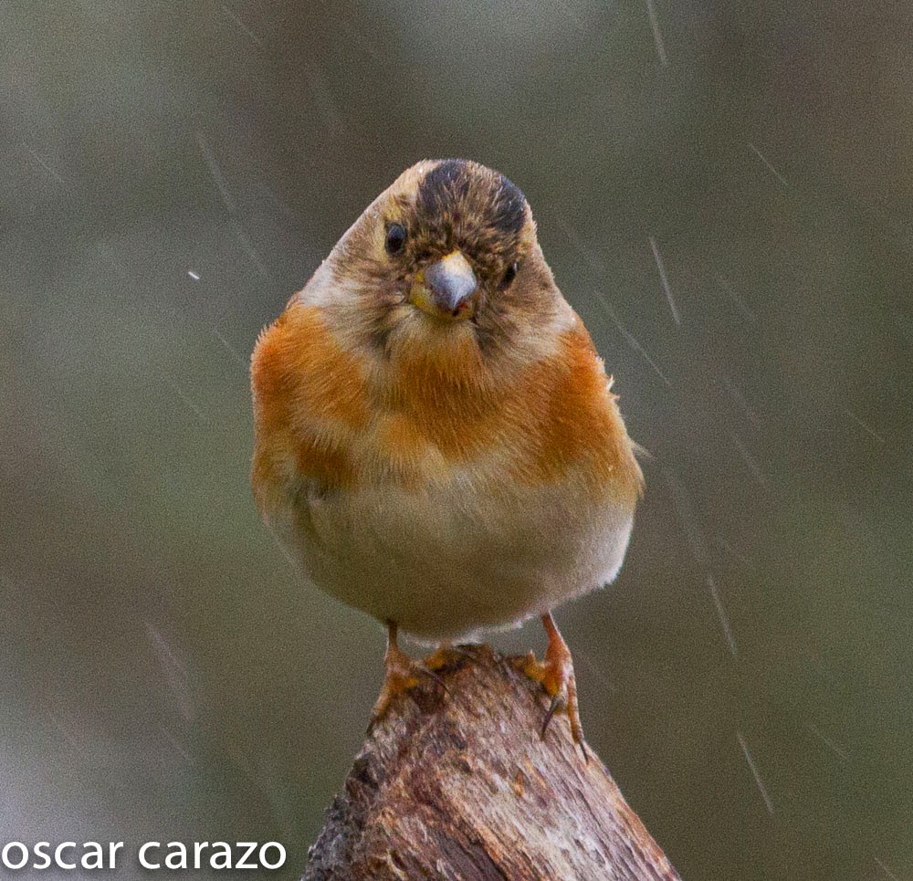 AVESANTURTZI: BUENOS PAJAROS: ZORIONAK