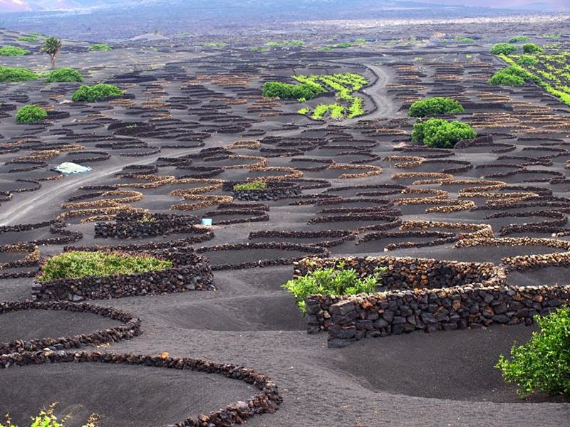 Unique Vineyards of Lanzarote, Spain