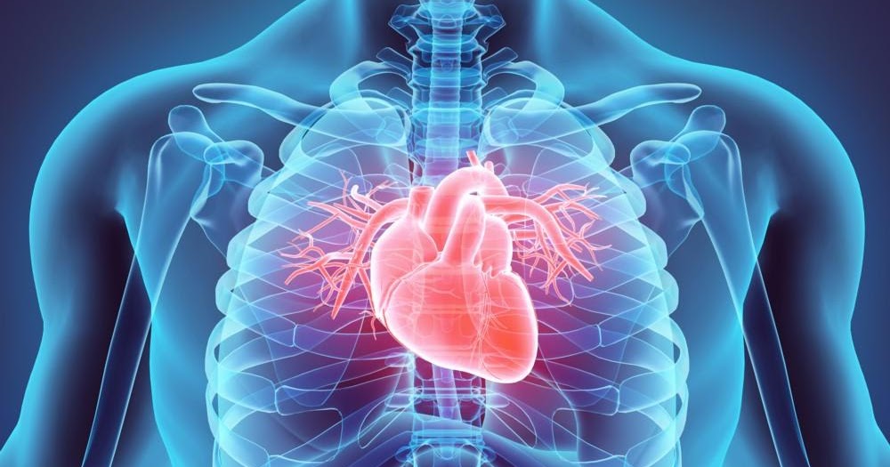 Datos Y Curiosidades Sobre El Corazón Que No Sabia - Datos Curiosos