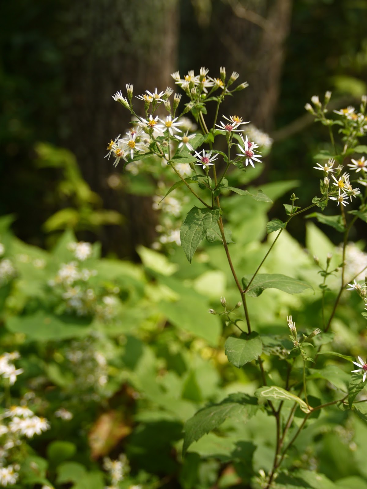 gardens@duke: Discovering White Wood Aster