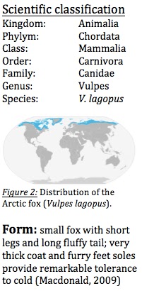 Vulpes. The Evolution of Foxes: Vulpes lagopus the Arctic Fox