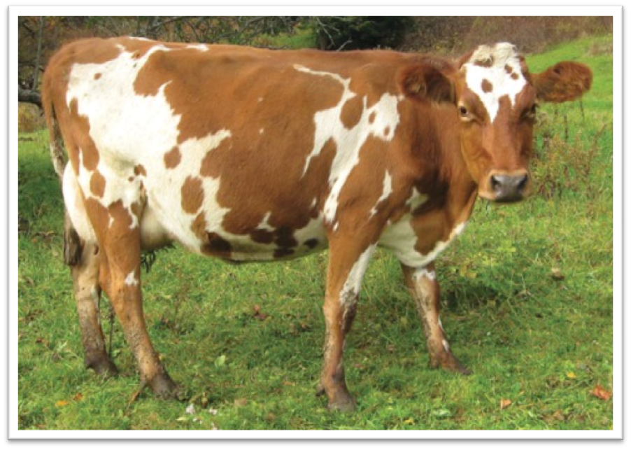 f r e s h * m a r k e t: m a r k e t i n g * r e s p o n s a b l e