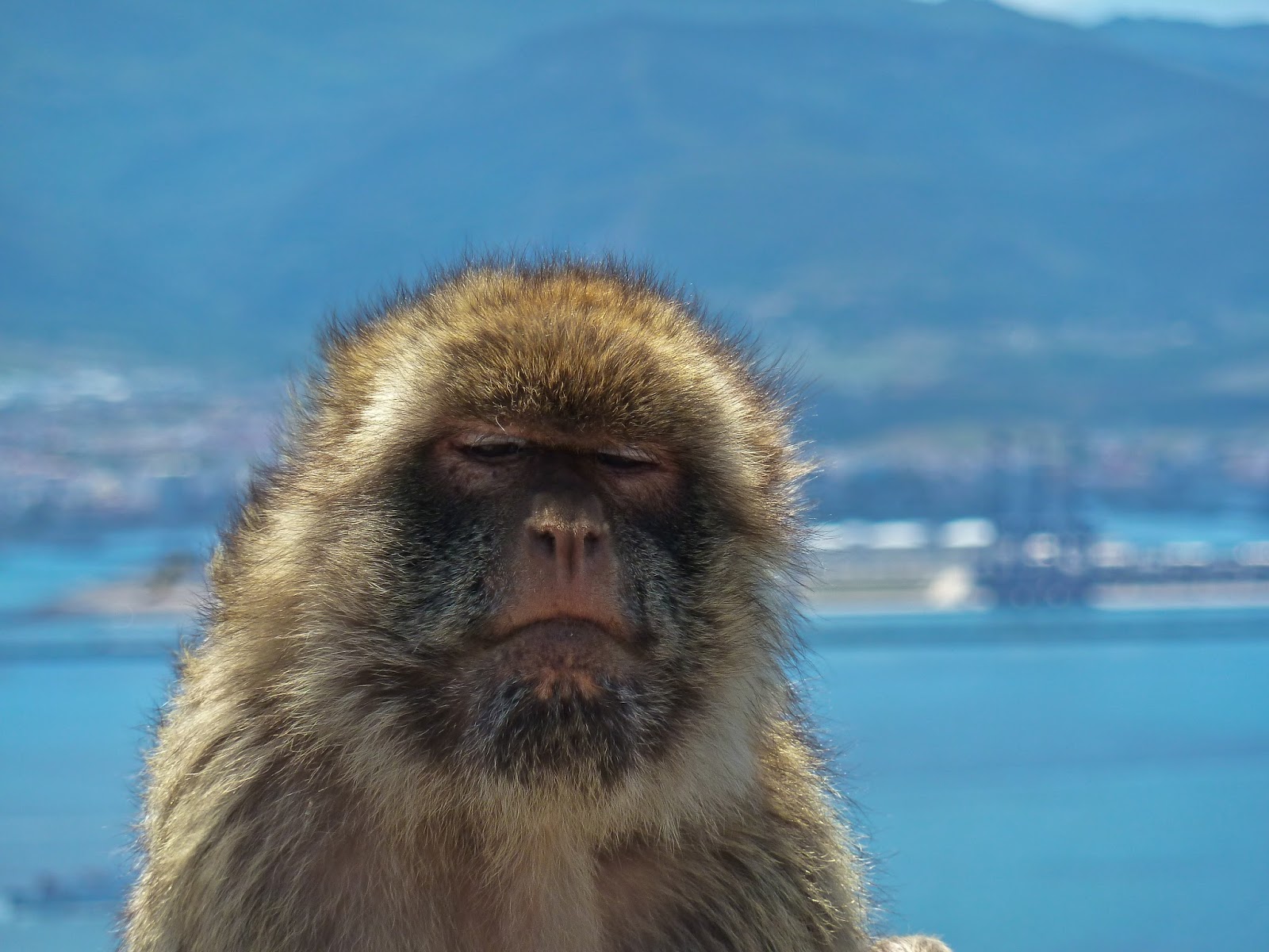 a critters eye view - photography by christopher d campbell: grumpy monkey