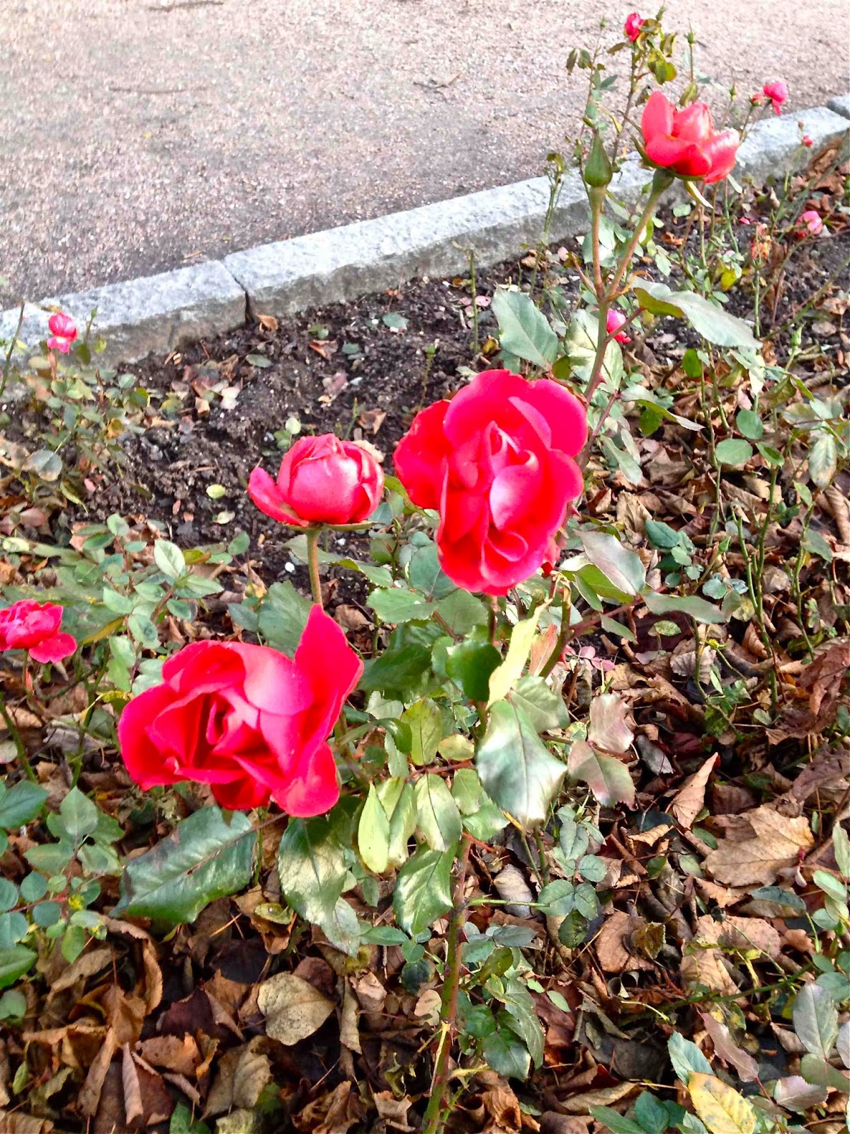 Arkea, juhlaa ja unelmia: Marraskuisia ruusuja