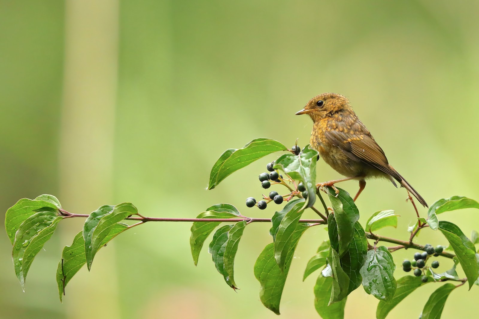 OISEAUX de Jean-Pierre CAPPE: Belgique, Blongios nain et rouges-gorges ...