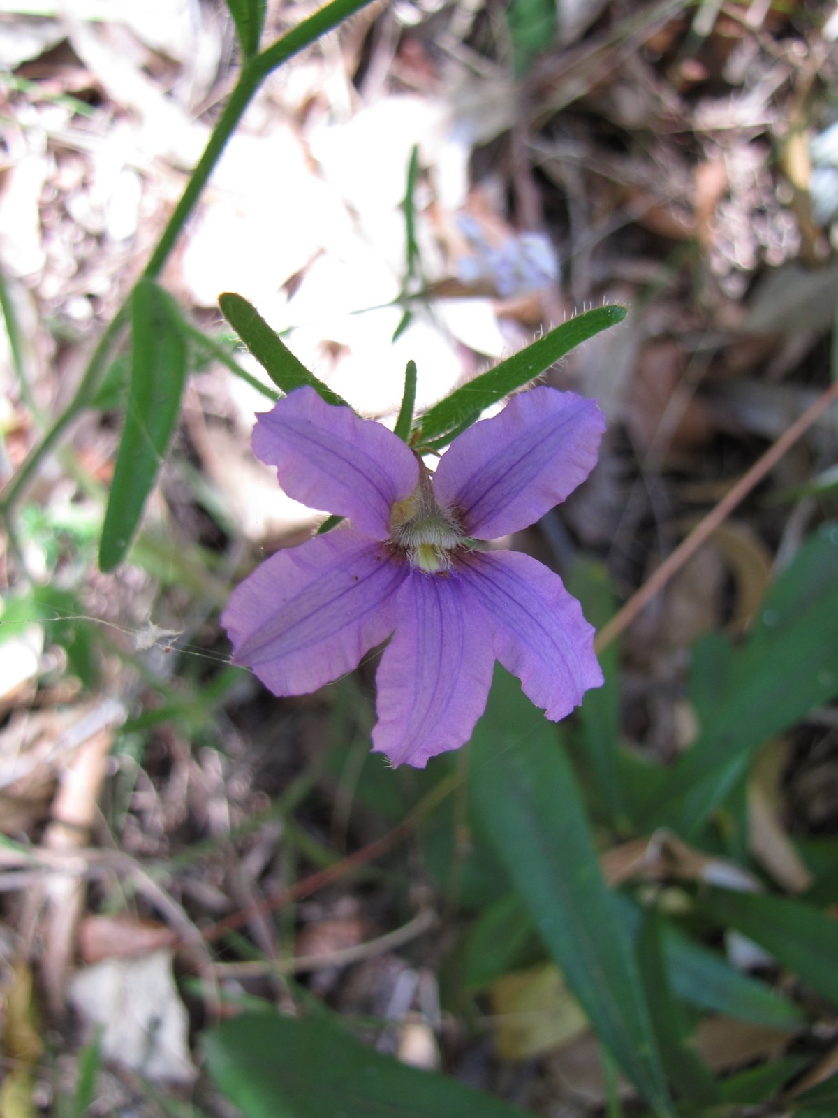 Sydney's Wildflowers and Native Plants: Scaevola ramosissima - Purple ...