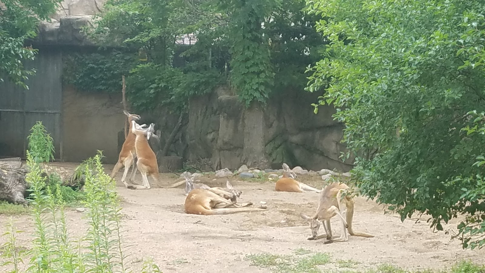 Across North America: Lincoln Park Zoo in Chicago Illinois