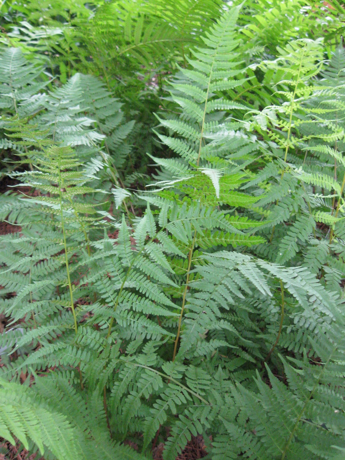 My Alabama Backyard: Ferns on Friday