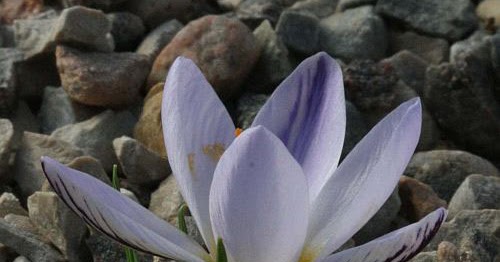 The Country Of Crocuses: Crocus artvinensis