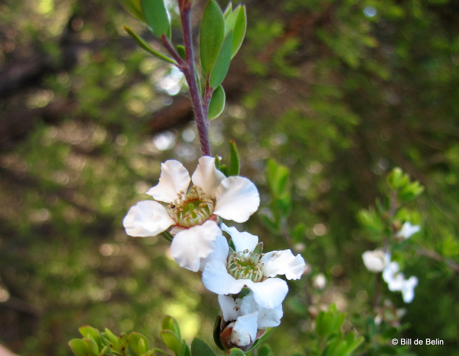 Sydney's Wildflowers and Native Plants: Leptosperm um trinervium ...