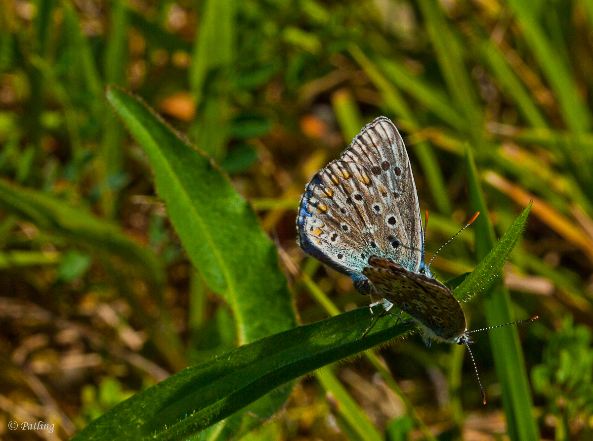 Passion Photo by Patling: Duo de papillons
