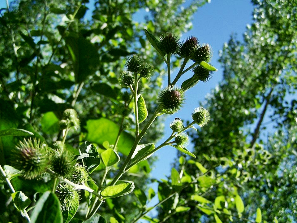 Galefod: Bardana. Lampazo.