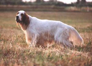 İngiliz Setter Cinsi - Köpek Cinsleri