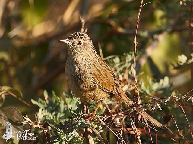 Gambar macam-macam Ciblek | Info Burung Kicauan