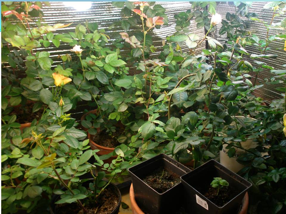 The Minnesota Rose Gardener: Propagating Roses by Air Layering- North ...