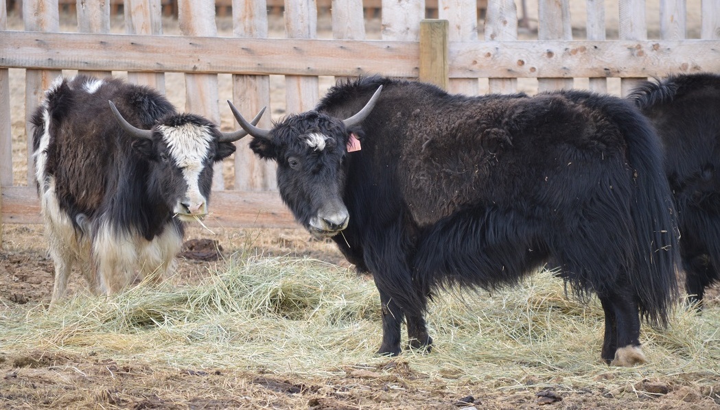 Springridge Ranch Grass-Fed Yak-Cross Beef: New Yak Cows at Springridge ...