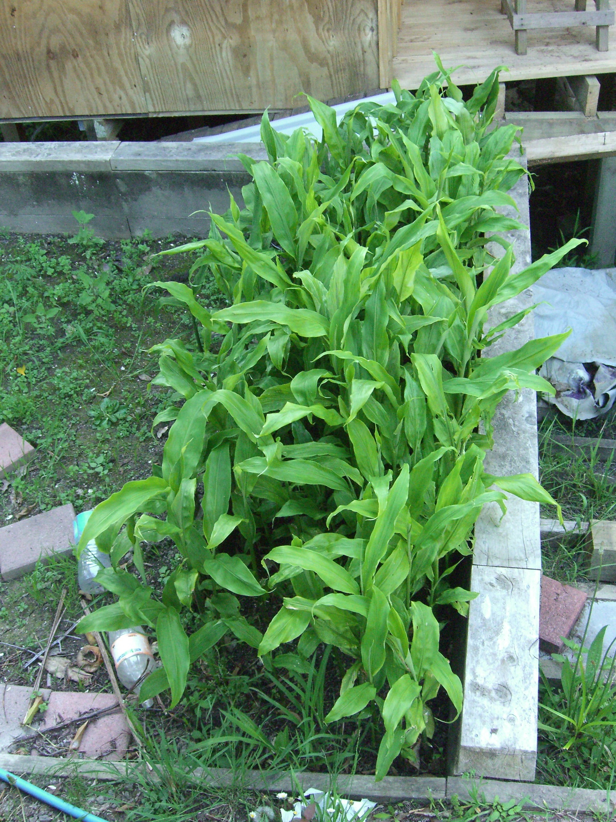 Dave’s Garden: Myoga Ginger