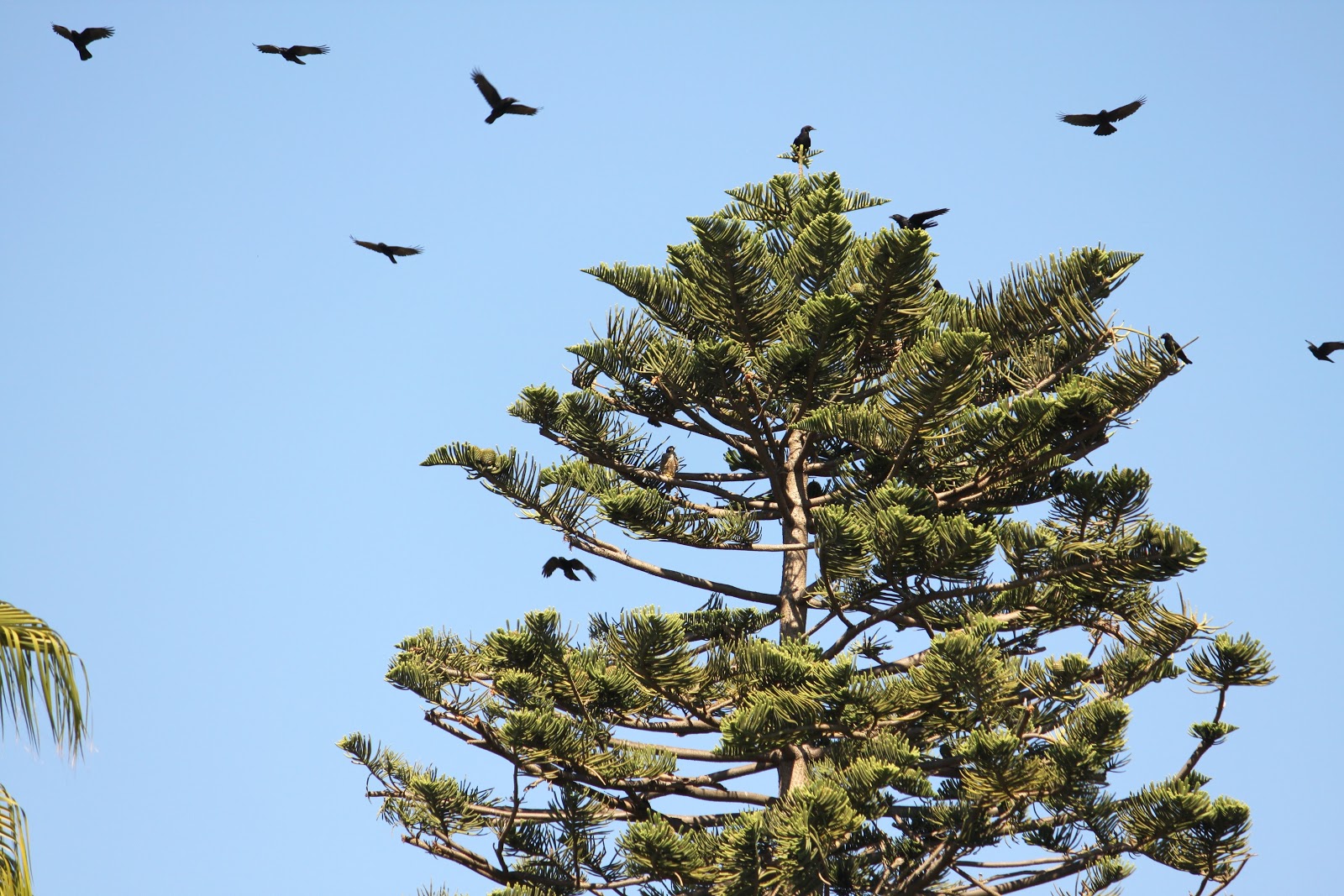 The Backyard Birder: Mobbing behavior of crows