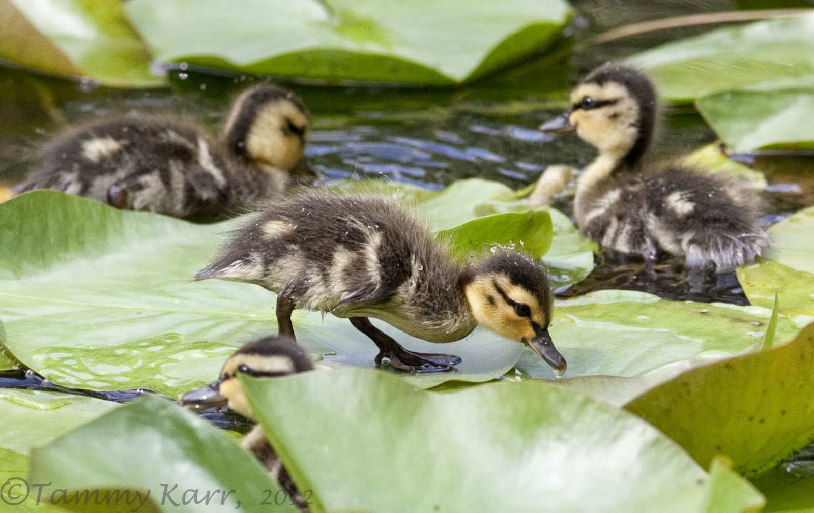 i heart florida birds: Lily Ducklings